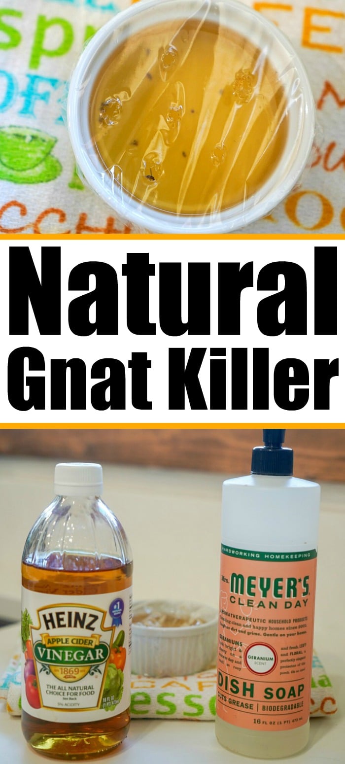 Easy Way of How to Get Rid of Gnats with 2 Ingredients