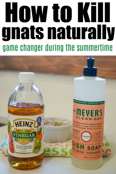 Easy Way of How to Get Rid of Gnats with 2 Ingredients