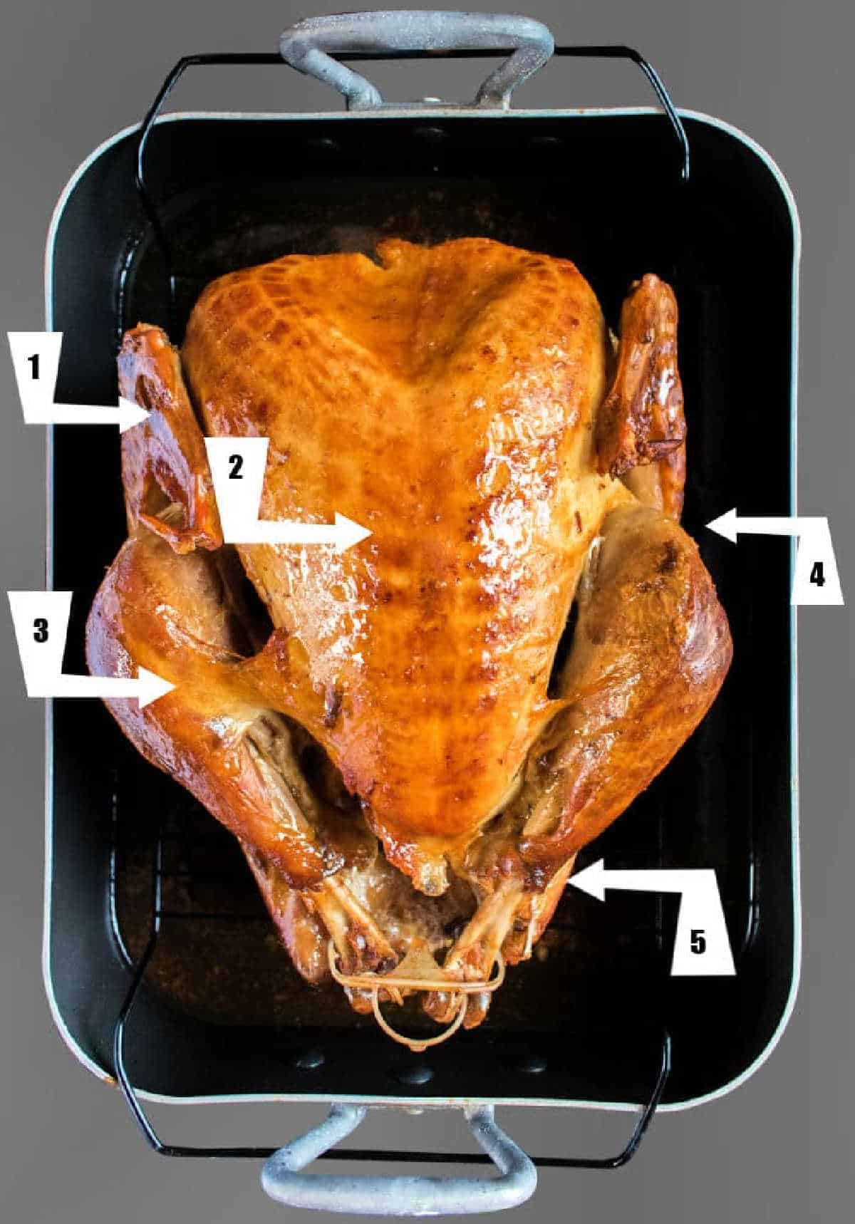 Parts of a Turkey (Diagram and Printable)